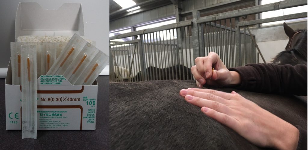 Dry Needling | Dier en Fysio Lisa van der Most